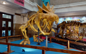 Check Out The Pokémon Fossil Museum In This Virtual Tour